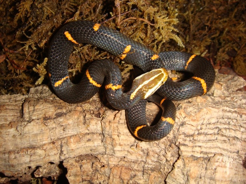 Vietnam Snakes - Azemiops feae